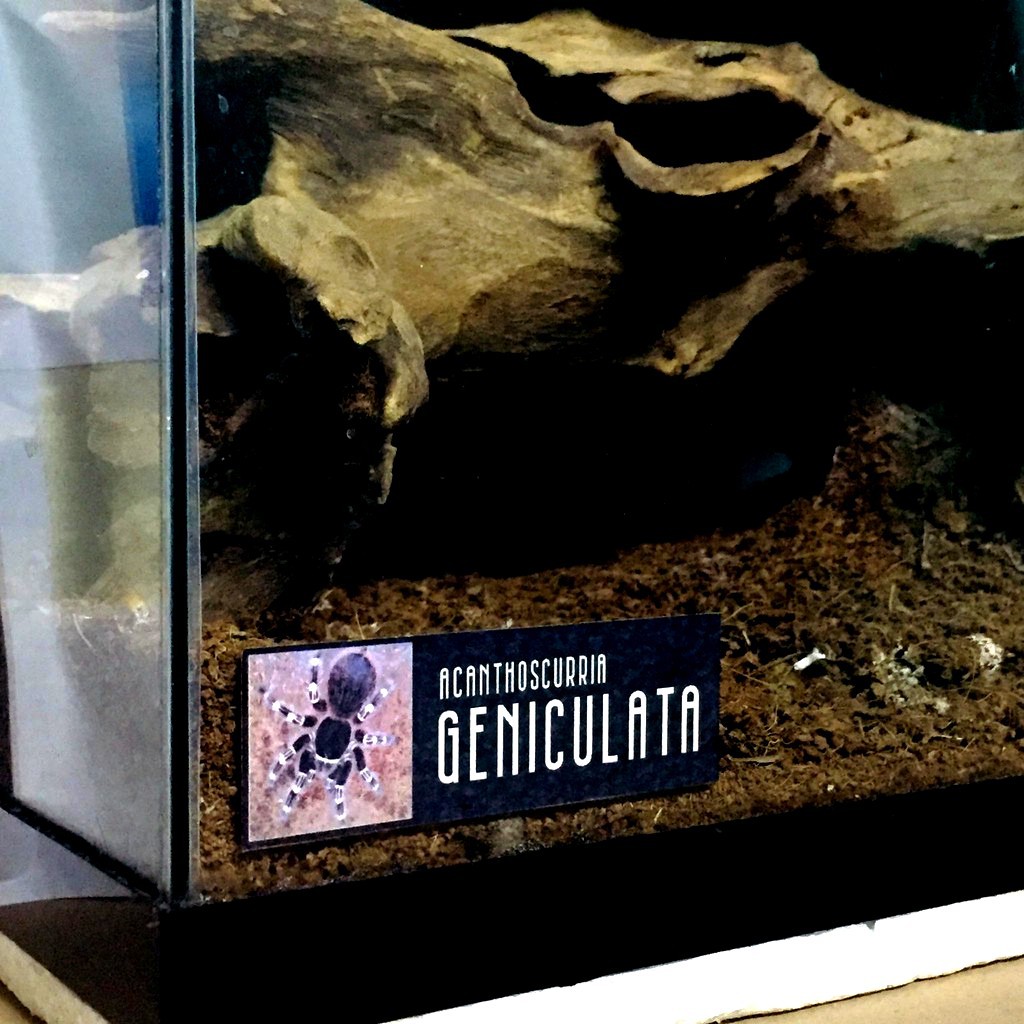 Sticker Label (Species) x10 | Tarantula Sticker Label | Shopee Philippines