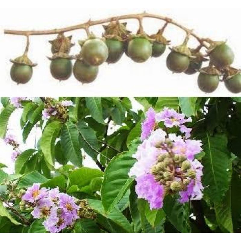 Banaba Bunga/bunga ng Banaba DRIED(20pieces) | Shopee Philippines