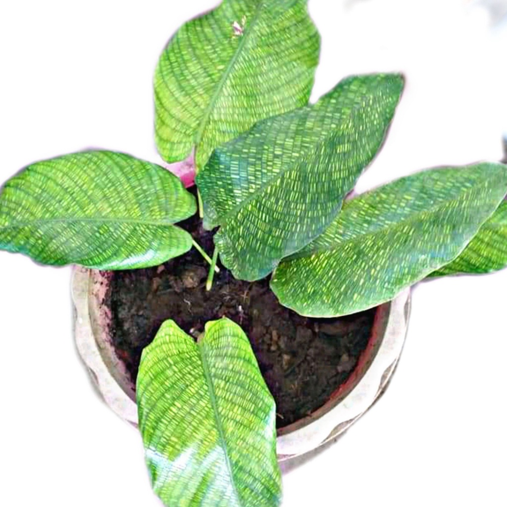 calathea musaica network live houseplant plant | Shopee Philippines