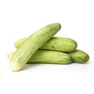CUCUMBER MATIPUNO - (60 seeds) | Shopee Philippines