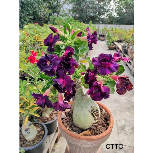 3 Pieces Large Grafted Adenium | Shopee Philippines