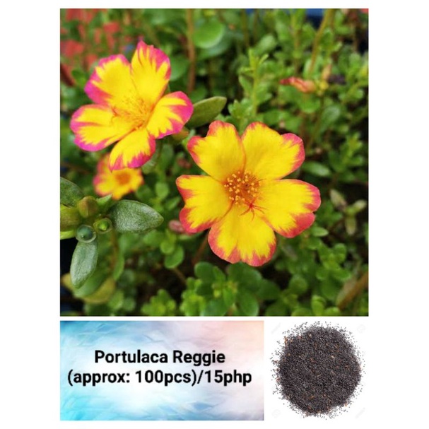 Portulaca Reggie Seeds (approx: 100pcs) | Shopee Philippines