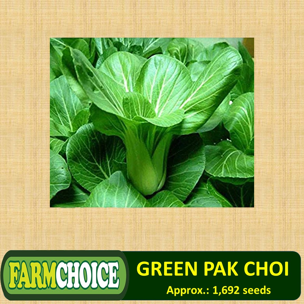 GREEN PAKCHOI VEGETABLE SEEDS (1,692 seeds) - Pakchoy | Shopee Philippines