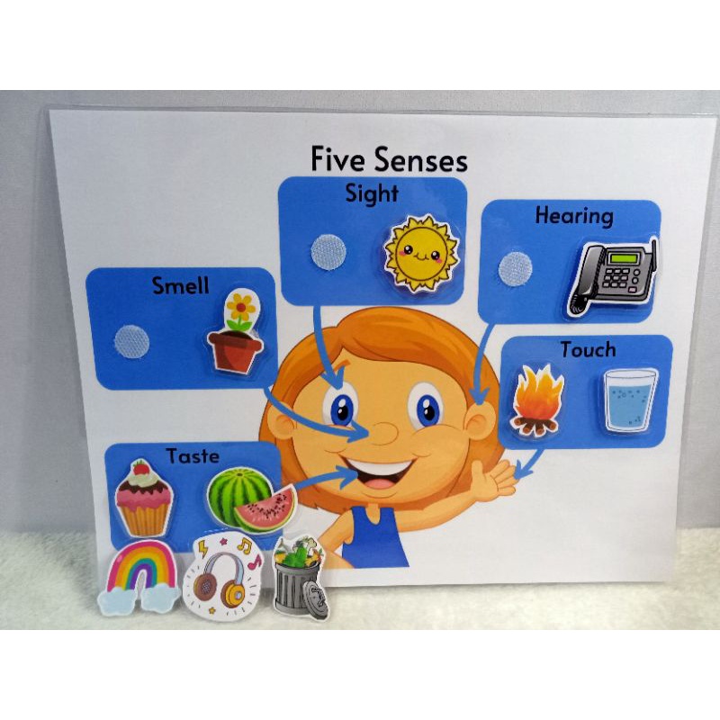Sorting Five Senses Interactive Learning Materials Laminated Busy Book ...
