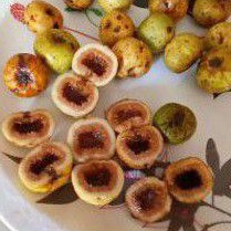 Tibig | Tubog | Philippine Fig | Rooted cutting | Water tree Rooted ...