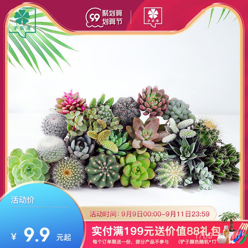 Novice Easy To Keep Big Succulent Plant Combination Package Cactus 