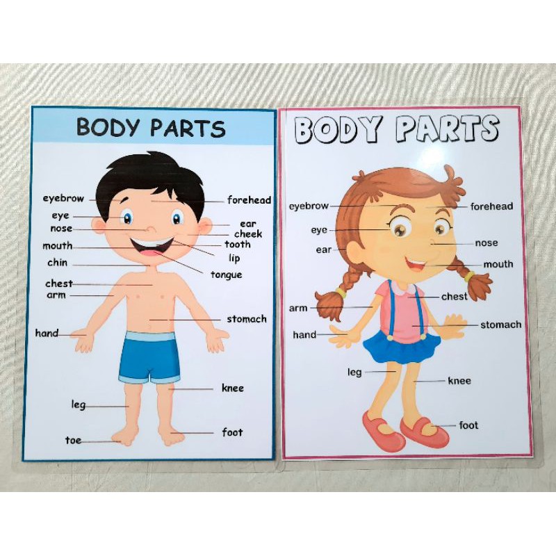Body Parts Charts A4 bond paper size for kids(teacher pher) | Shopee ...