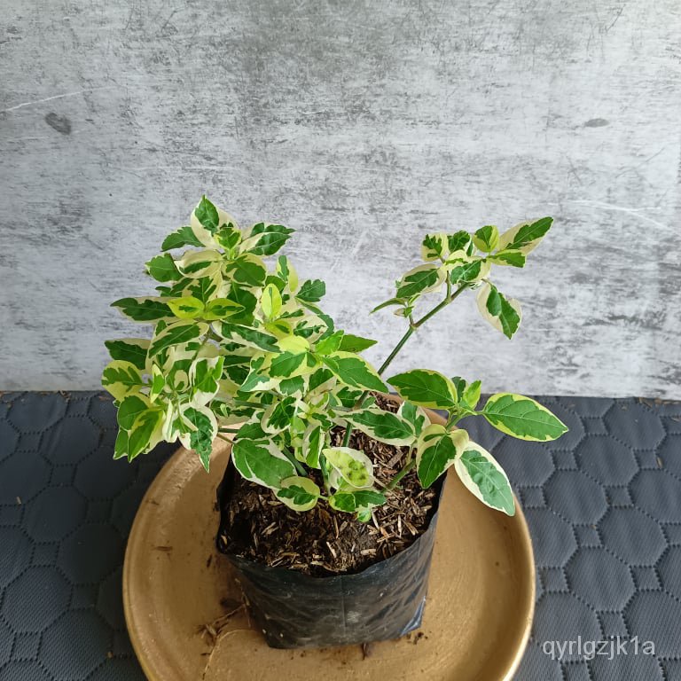 anikanik - Best Prices and Online Promos - Jan 2023 | Shopee Philippines