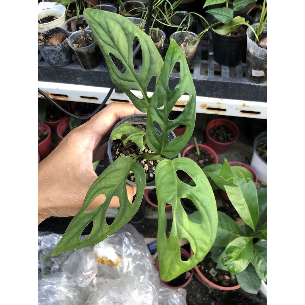 monstera adansonii live plant uprooted trailing aroid plant well rooted ...