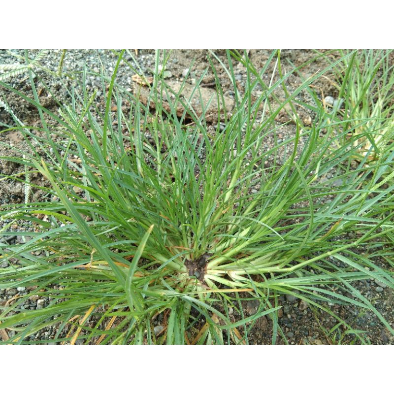 Paragis Plant (6pcs Uprooted) | Shopee Philippines