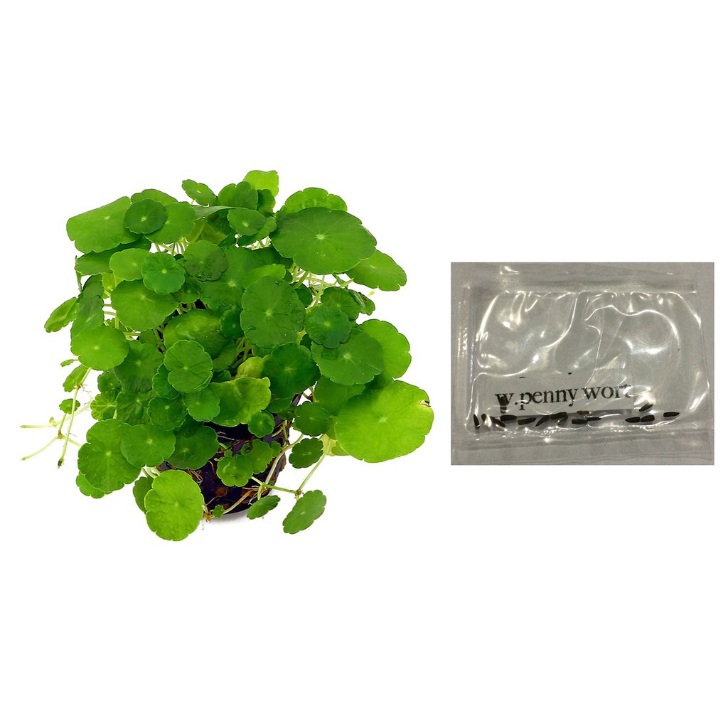 whorled-pennywort-hydrocotyle-aquatic-plant-seeds-gotu-kola-shopee