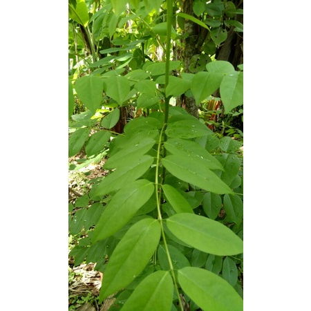 kakawate/madre de cacao | Shopee Philippines