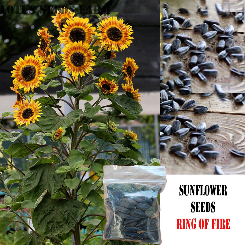 Ring of fire Sunflower seeds Bi-color flower Beautiful and High ...