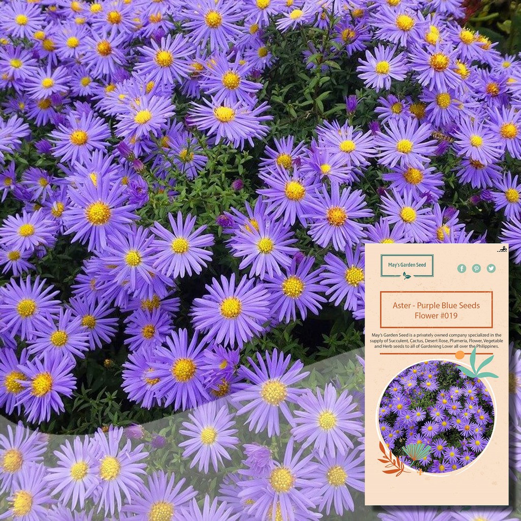 aster - Best Prices and Online Promos - Jan 2023 | Shopee Philippines