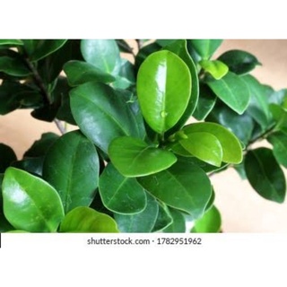 Ficus nana/ microcarpa(5cuttings) | Shopee Philippines