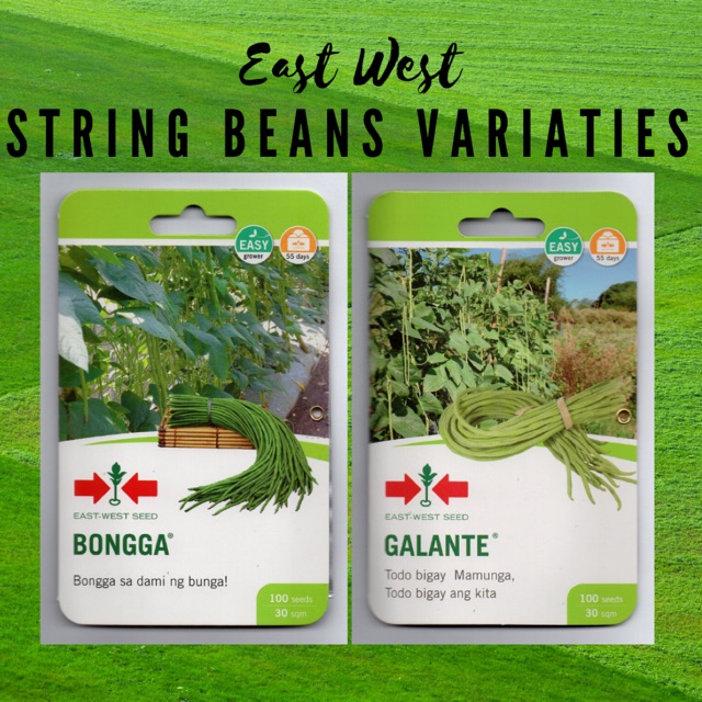 East West STRING BEANS Sitaw Garden Pouch Seeds | Shopee Philippines