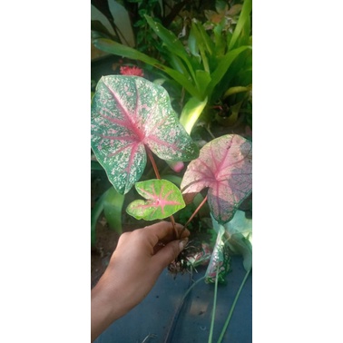 Caladium 7 Variety (Take all) | Shopee Philippines