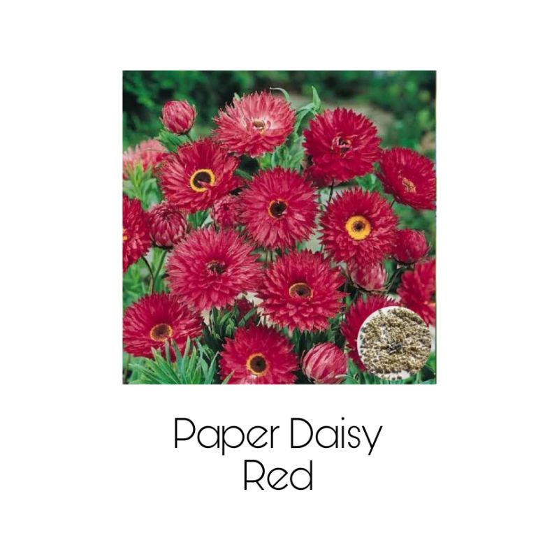 25+5 seeds | Helipterum/Paper Daisy Flower Seeds (Red) | Shopee Philippines