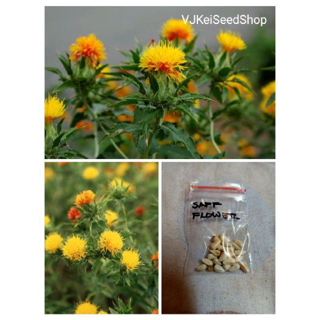 Safflower Seeds (50pcs) | Shopee Philippines