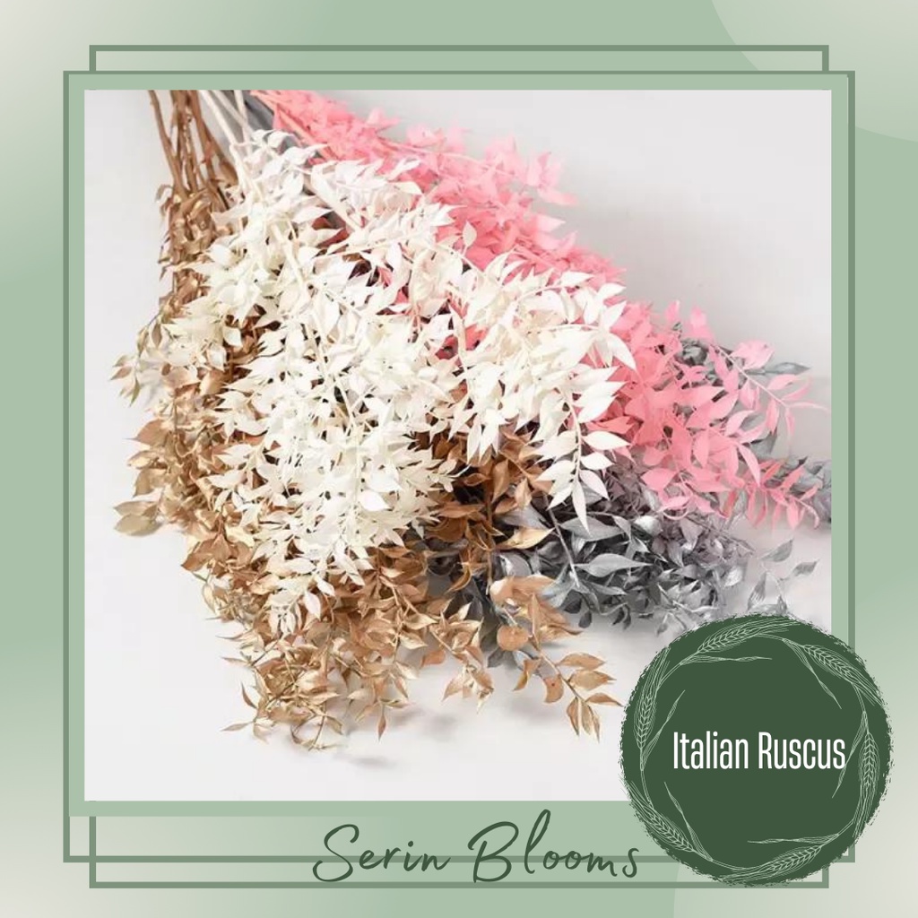 Dried Italian Ruscus (sold per stem) | Shopee Philippines