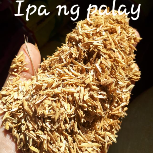 Aged RICE HULL (Ipa ng palay) 7"×14" pack | Shopee Philippines