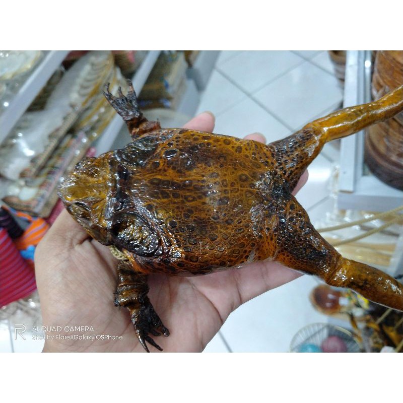 Wallet Frog Leather Coin Purse Exotic Design | Shopee Philippines