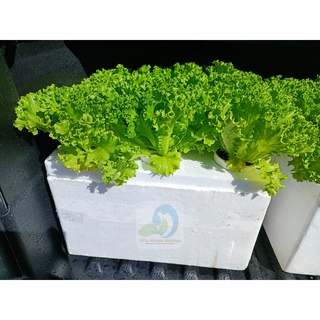 HYDROPONICS 9 HOLES GROW BOX - WITH 9 PCS. STYRO CUPS (WITH SLIT ...
