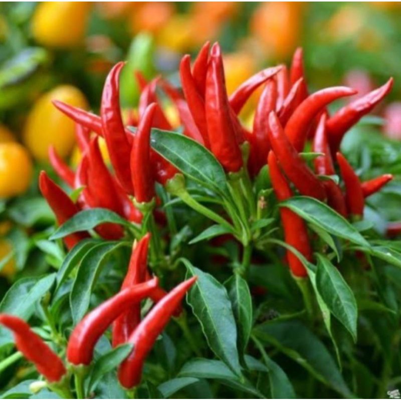 SILING LABUYO PLANT SEEDS | Shopee Philippines