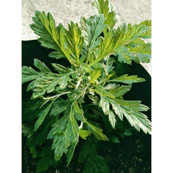 Damong Maria / Artemisia vulgaris Linn (Maidenwort)/ Hilbas (Bisaya ...