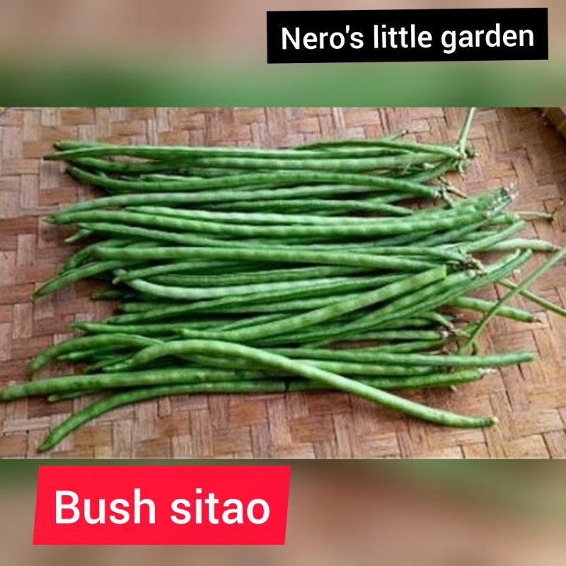nero's bush sitao seeds ( 10 seeds ) | Shopee Philippines