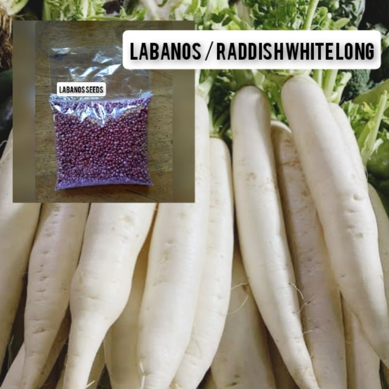 Labanos Plant