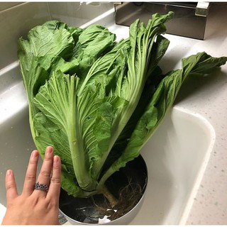 chinese mustard vegetable plant seeds mustasa | Shopee Philippines