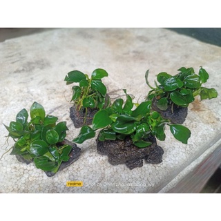 anubias japan petite on rock 1 pc | Shopee Philippines
