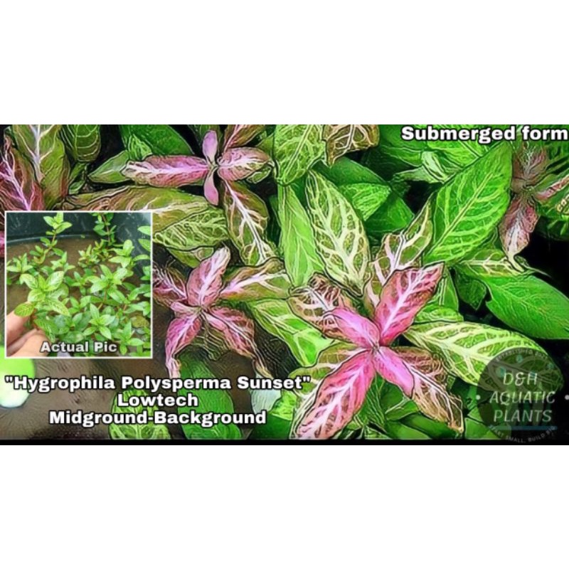 "Hygrophila Sunset" (8stems) | Shopee Philippines