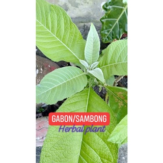 HERBAL PLANT SAMBONG/GABON/LIVE PLANT | Shopee Philippines