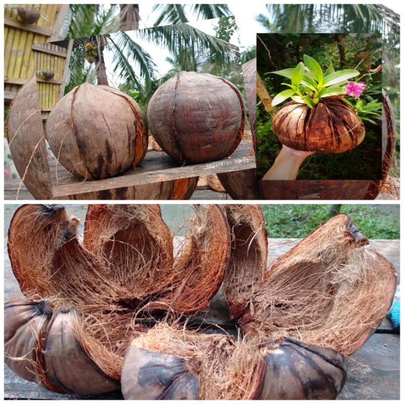 coconut husk for orchids(BUY 1 TAKE 1)/coconut husk/coconut husk whole ...