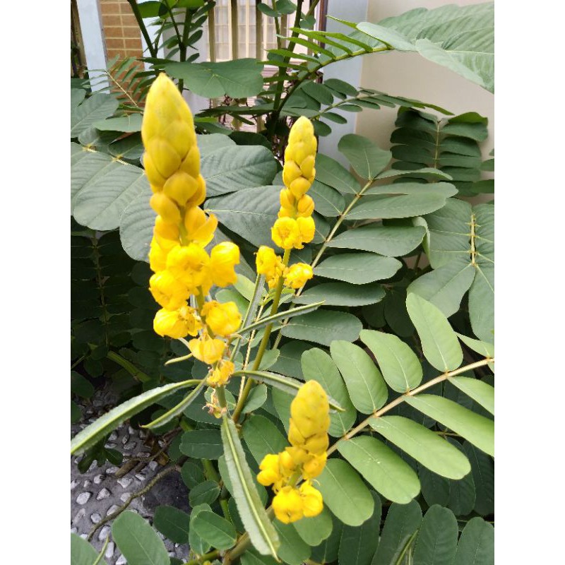 Akapulko Flower Plant Seeds Shopee Philippines