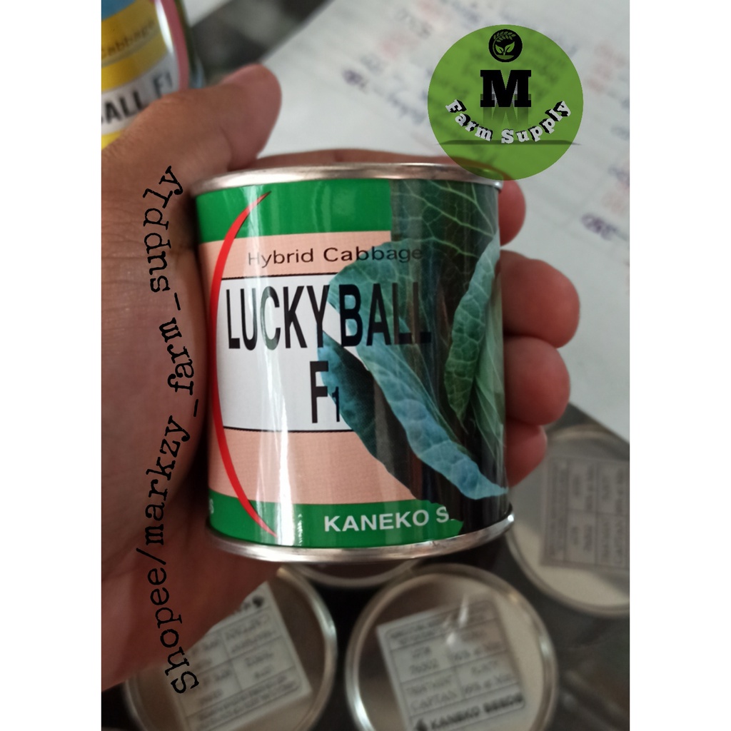 Kaneko Seeds Cabbage (Repolyo) Lucky Ball in 50 grams can | Shopee ...