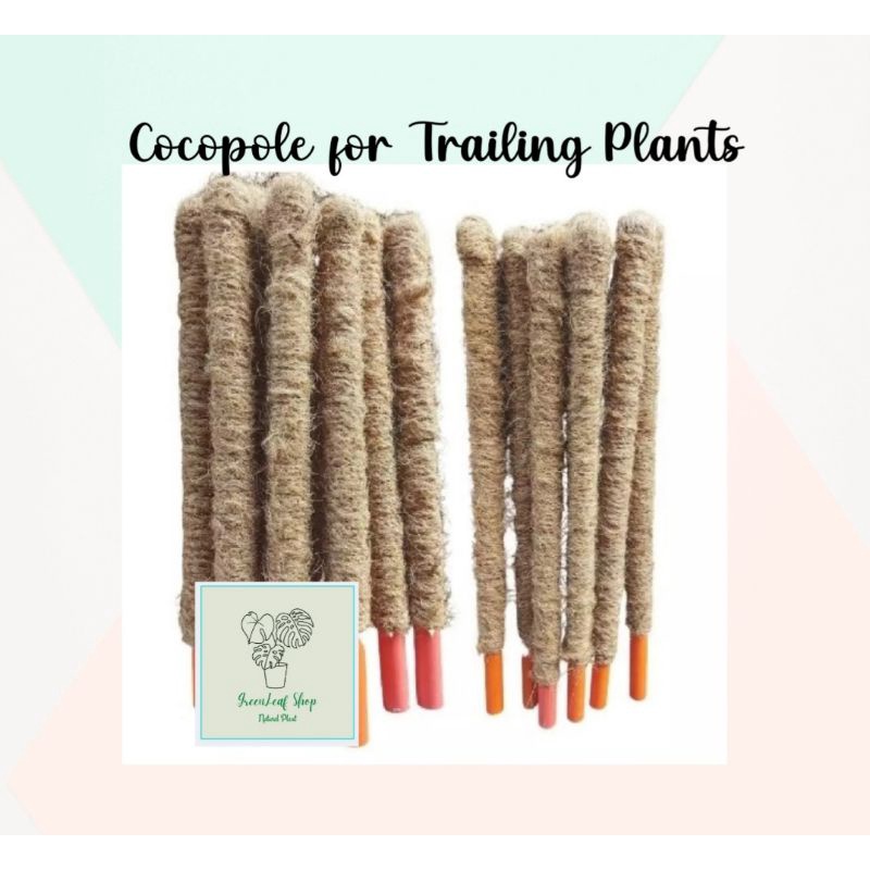 Coco Pole in Durable PVC pipe for trailing plants | Shopee Philippines