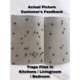 Fly glue board Fly sticker Insect trap board Flies / Langaw adhesive ...