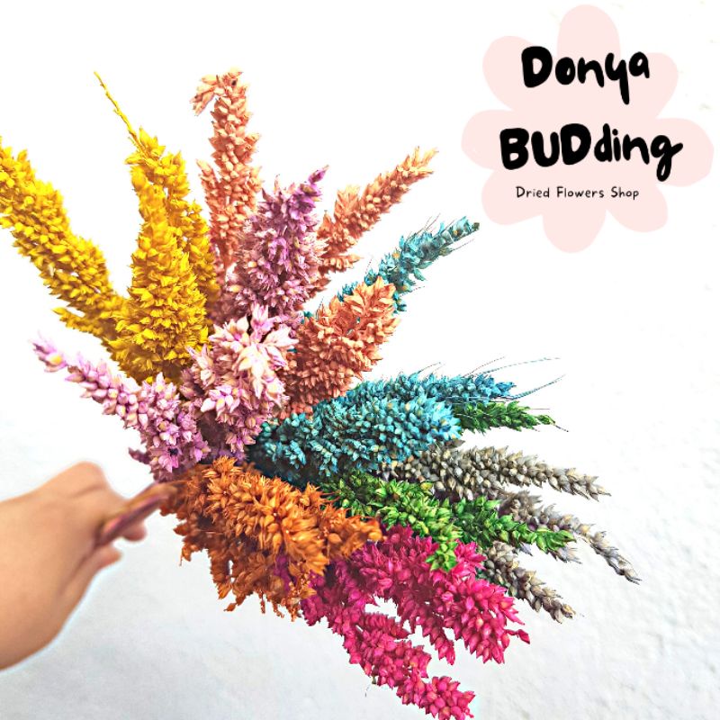 Dried Preserved Real Flowers | Dried Rainbow Trigo (full bundle ...