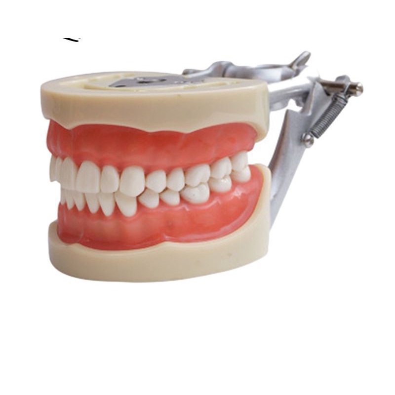 Perio Typodont with Articulator (periodontal gum) endo typo | Shopee ...