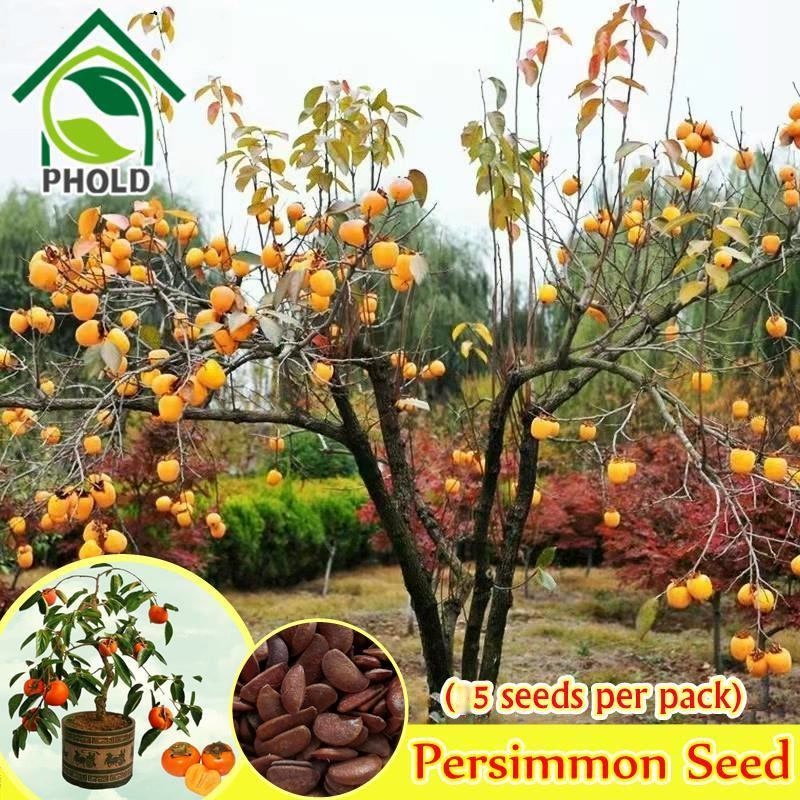 Ready Stock 5pcs Very Good Persimmon Fruit Seeds Very Nutrient and ...