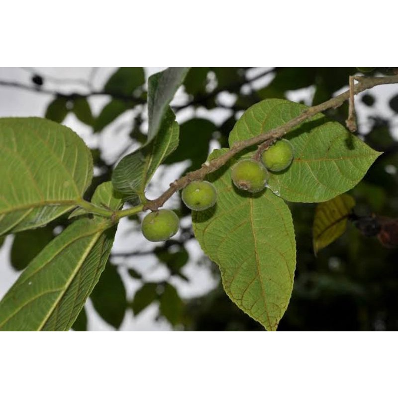 Asis leaves/Dahon ng As-is(Pakiling)(20pieces) | Shopee Philippines