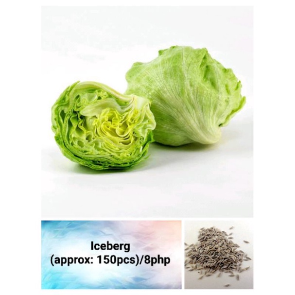 Iceberg Lettuce Seeds (approx: 150pcs) | Shopee Philippines