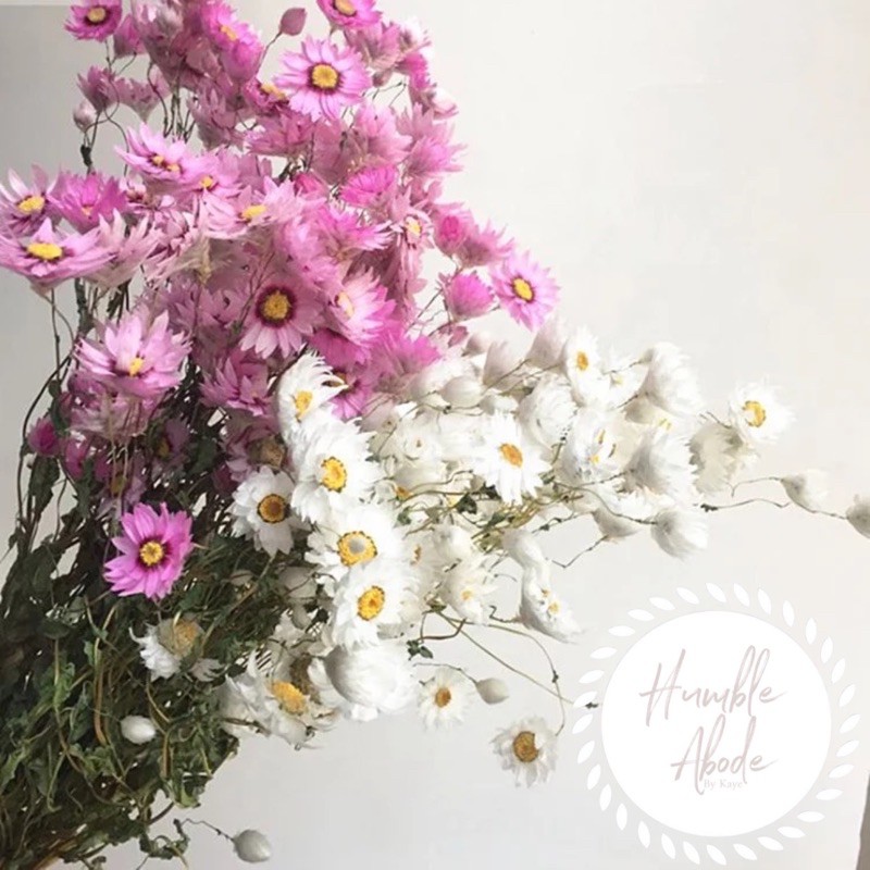 Dried Flower | Dried Rodanthe | Shopee Philippines
