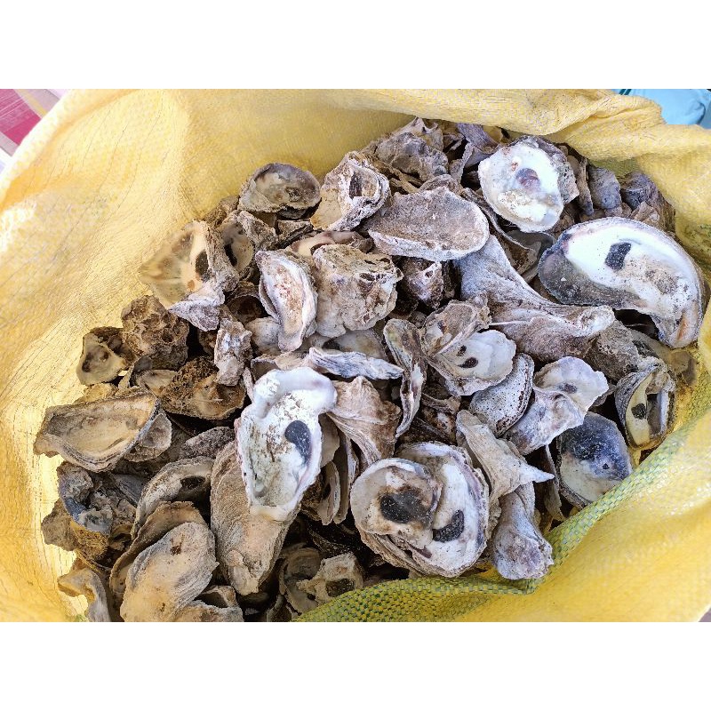 Talaba Shell Filter Media 1kg (Ready to Use) | Shopee Philippines