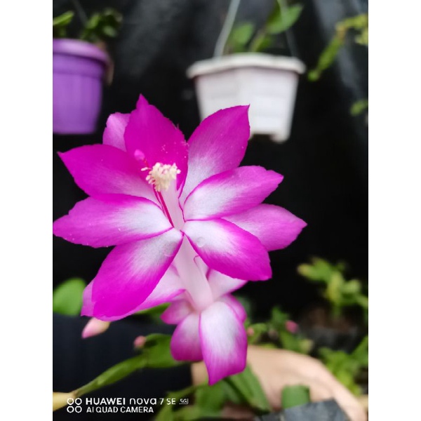 Pink crab cactus live plants(rooted) w/ or w/out flowers | Shopee ...