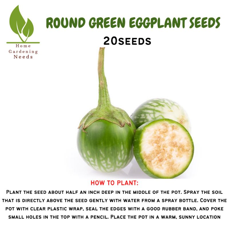 TALONG SEEDS VARIETIES - TALONG HABA PURPLE ROUND TISOY | Shopee ...