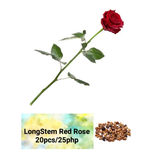 Long Stem Red Rose Seeds (20pcs) | Shopee Philippines